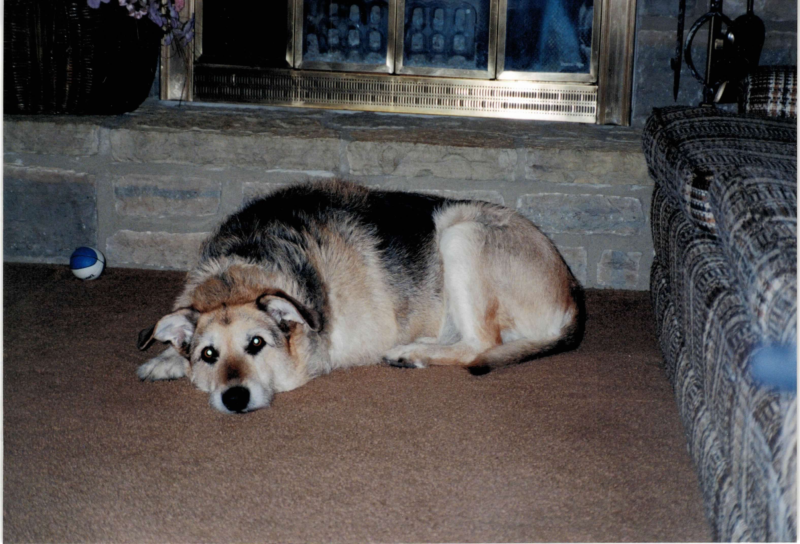 Pets can be affected by cancer too. – Leukemiagirl